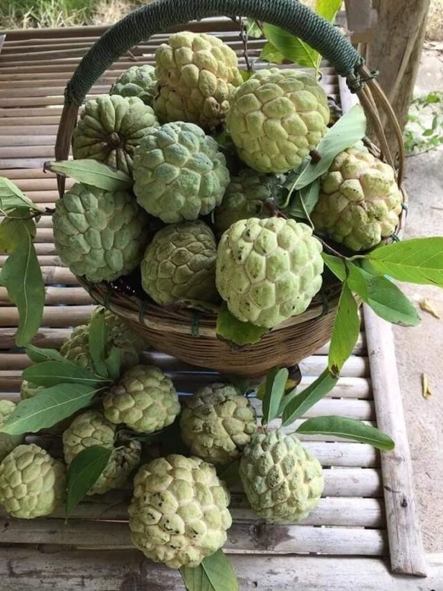 Custard Apple Benefits: 7 Amazing Reasons to Eat Sitaphal This Season